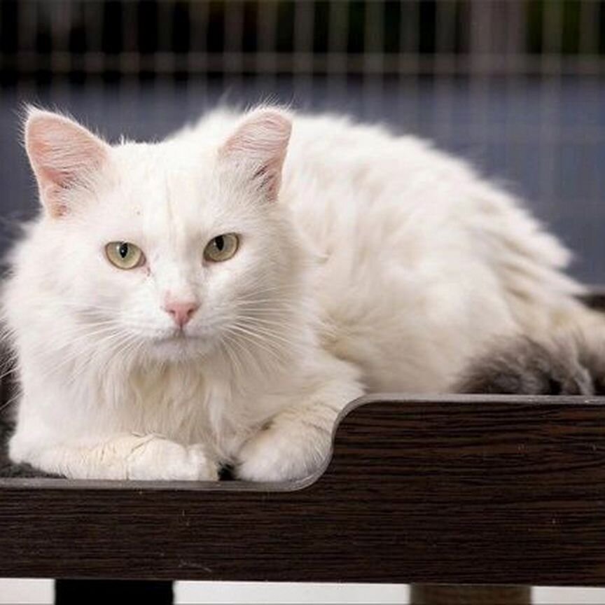 Котик Сырочек в добрые руки