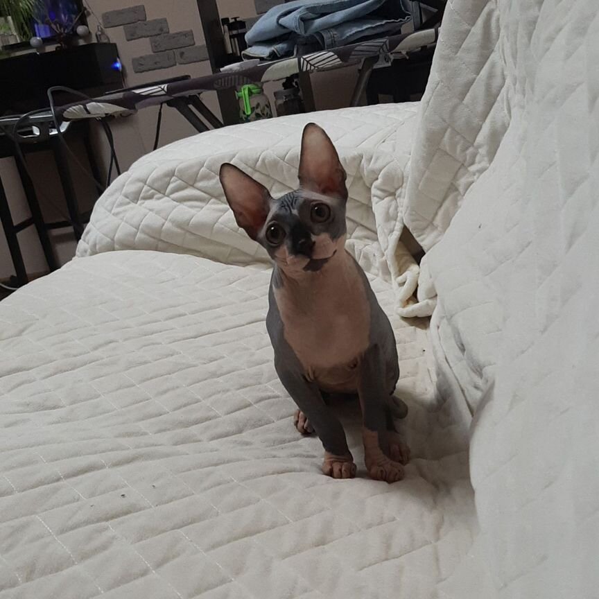 Канадский сфинкс котенок бесплатно