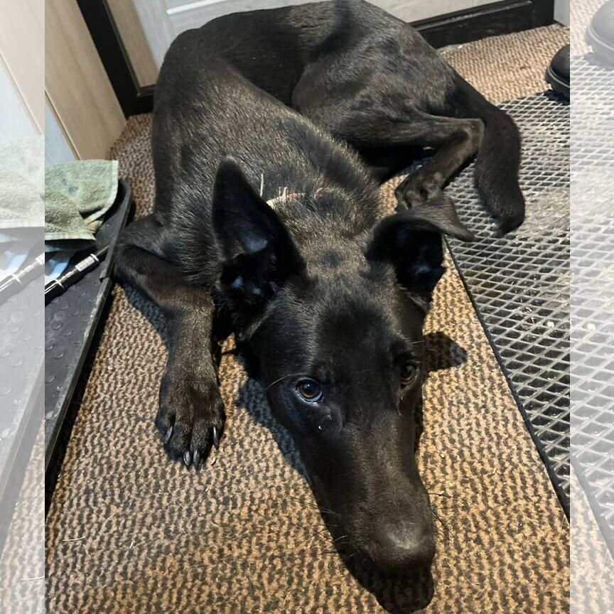 Щенок в добрые руки