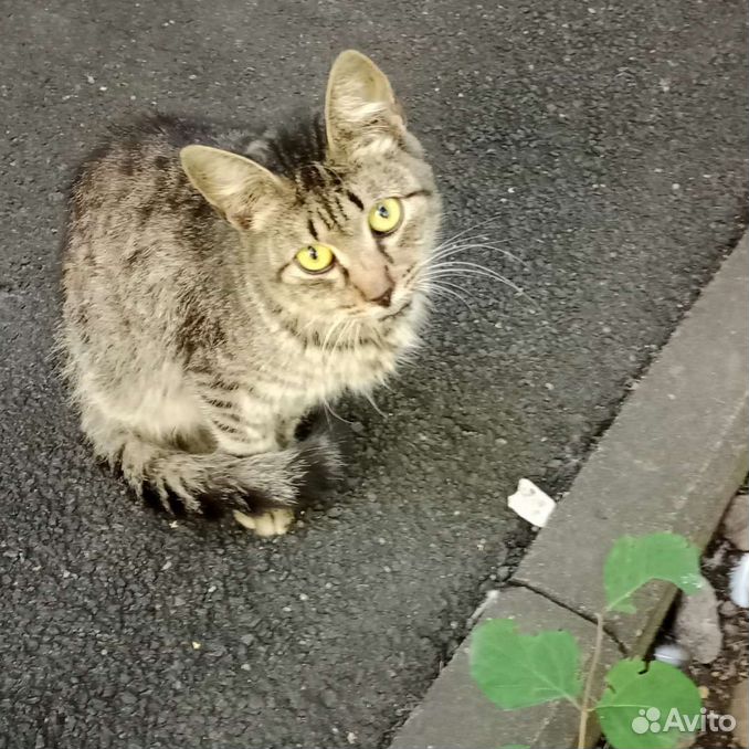 Котенок умирает помогите в добрые руки