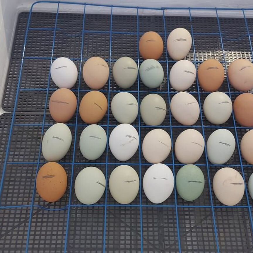 Инкубационное яйцо