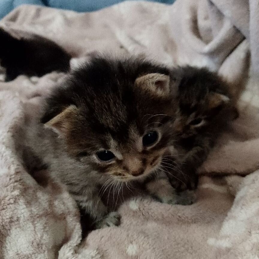 Ориентальный котёнок