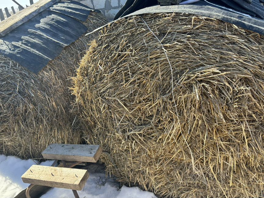Солома пшеничная в тюках