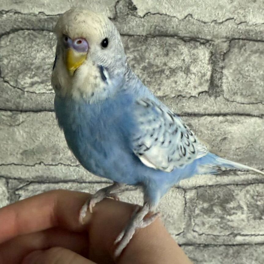 Ручной попугай получех