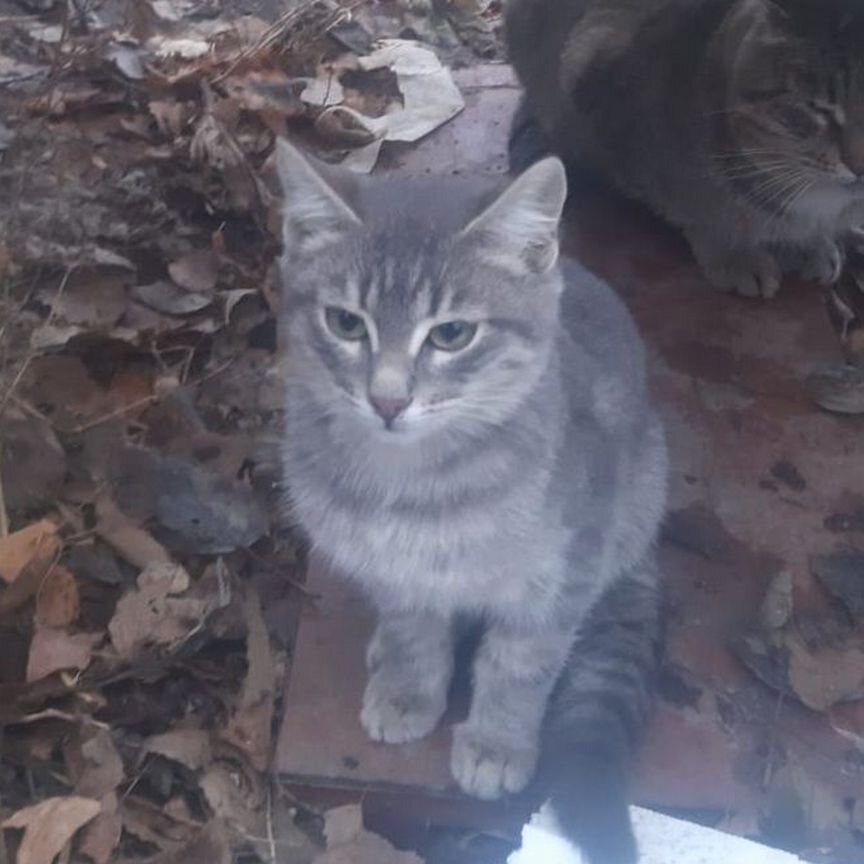 Нужна помощь для котёнка