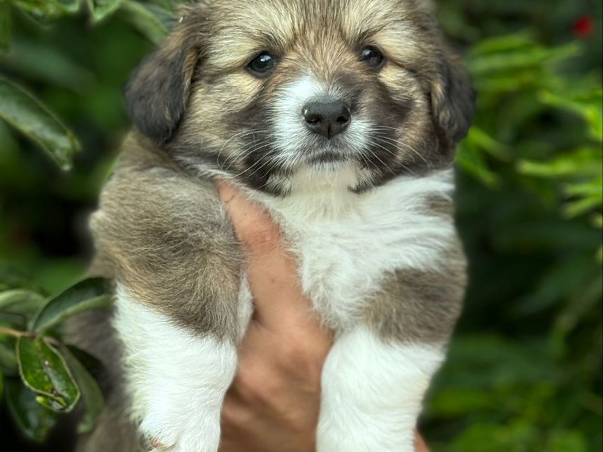 Вельш корги пемброк флаффи
