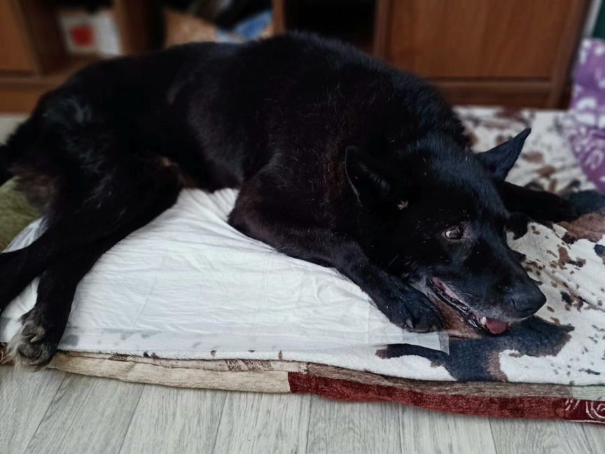 Пес с особенностями здоровья