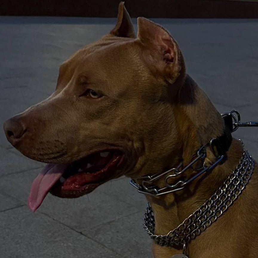 Американский питбультерьер, взрослый пёс