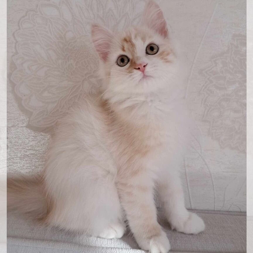 Сибирский котенок девочка