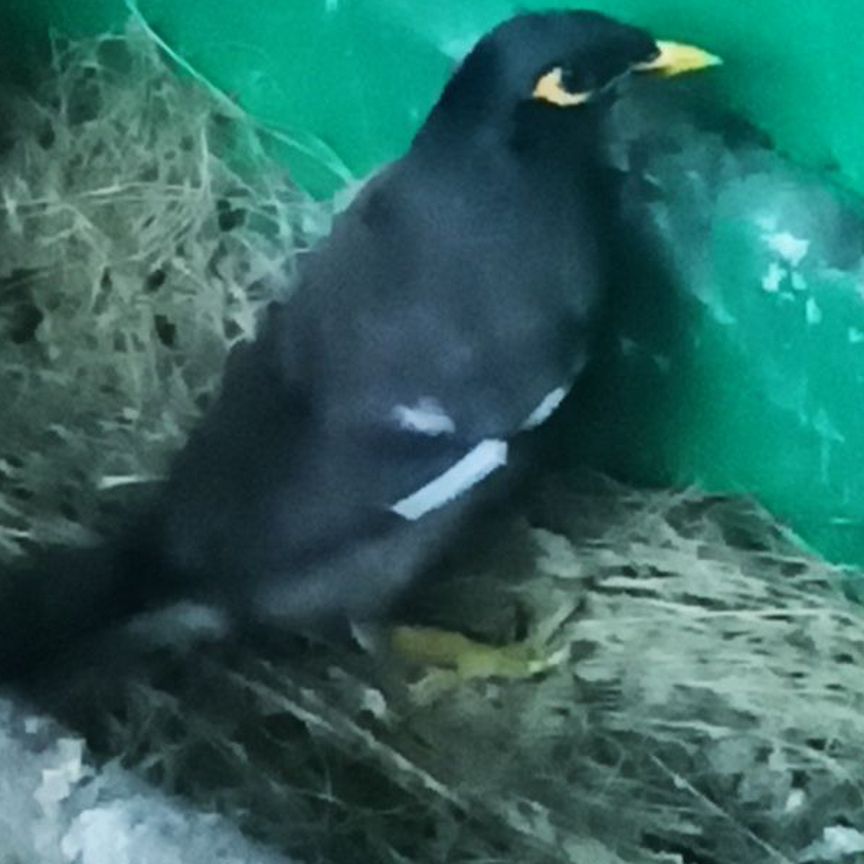 Обыкновенная майна