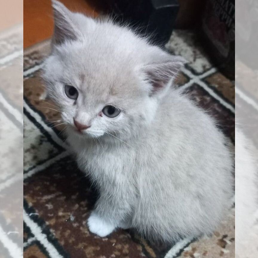 Шотландская