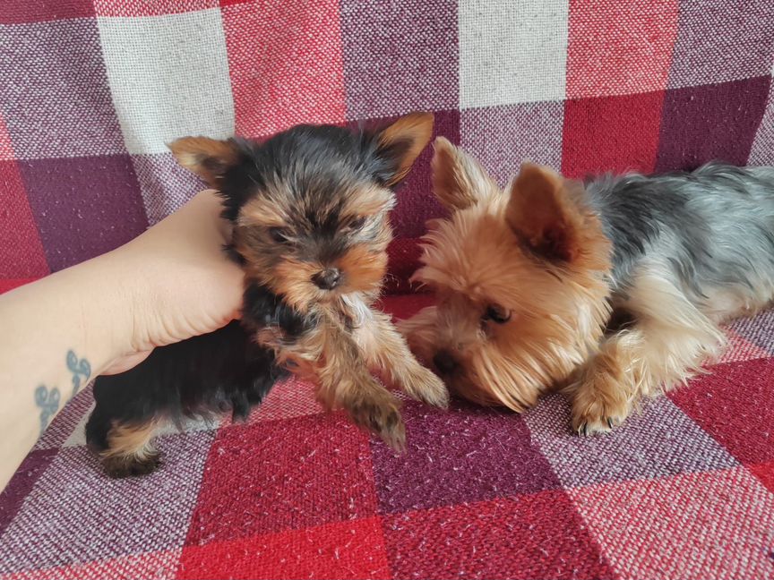 Йоркширский терьер щенки