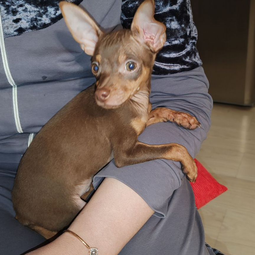 Русский той-терьер, щенок