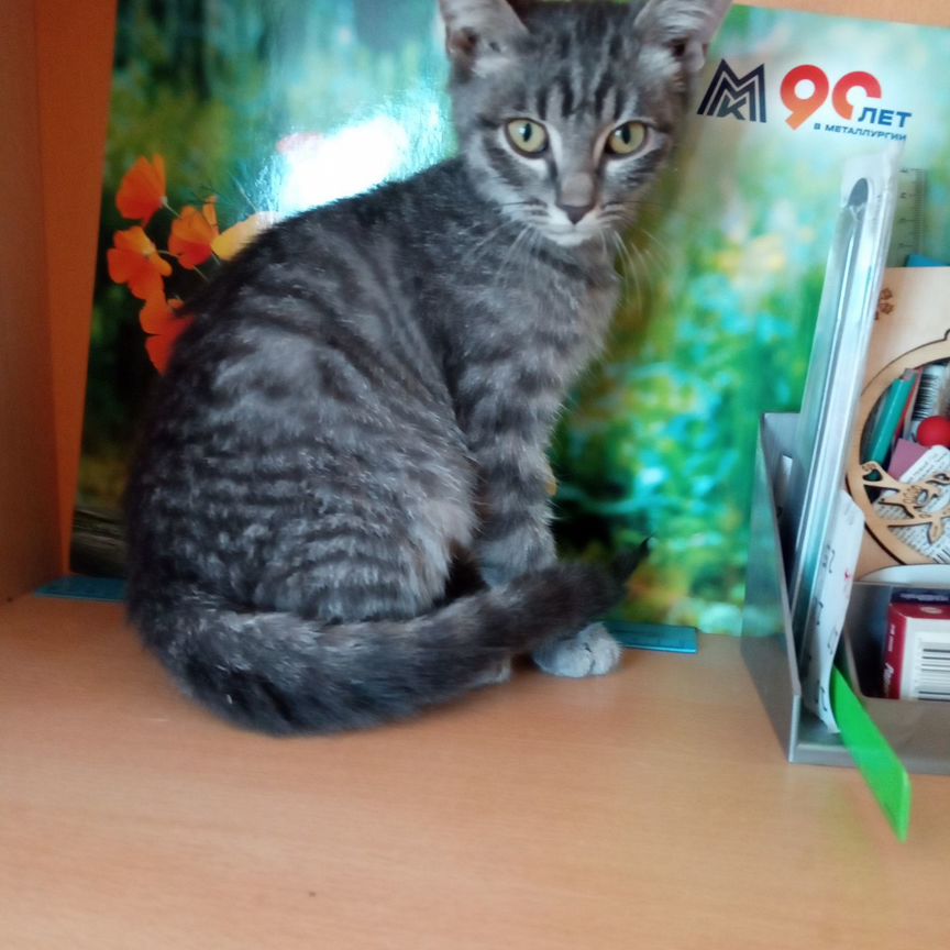 Отдам котёнка,мальчик 3 месяца