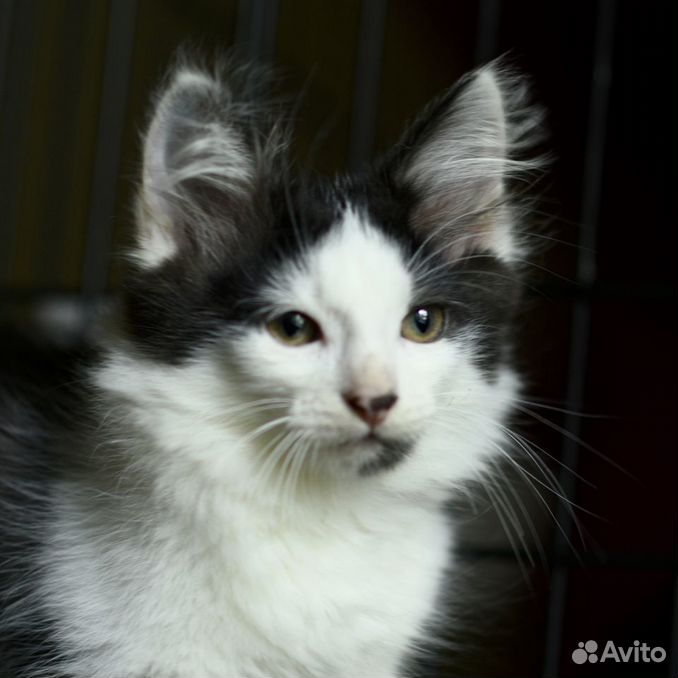 Котенок Амур в добрые руки
