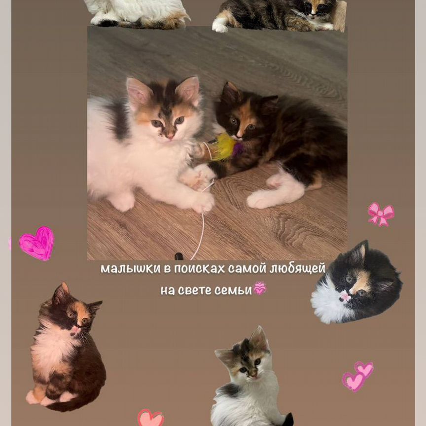 Самые ручные котята в самую лучшую семью