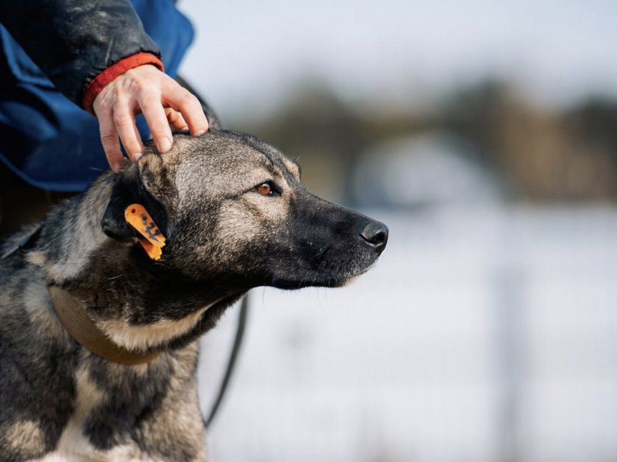 Собака в добрые руки отдам бесплатно