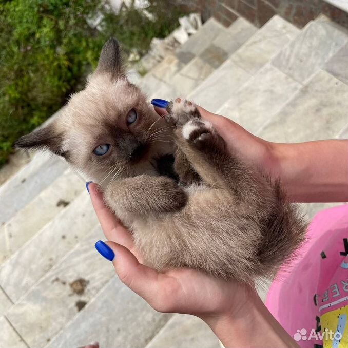 Котенок девочка сиамская