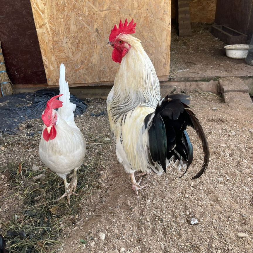 Молодые петухи