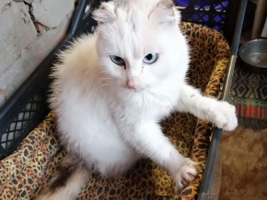 Кошечка в Добрые руки