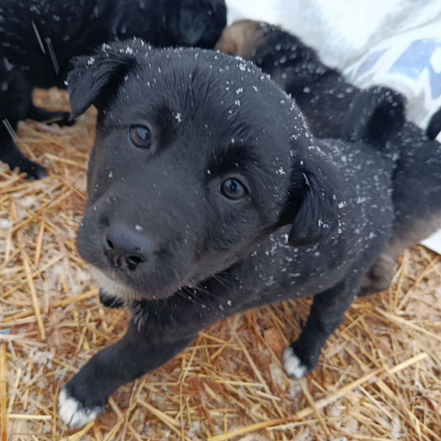 Щенок в добрые руки