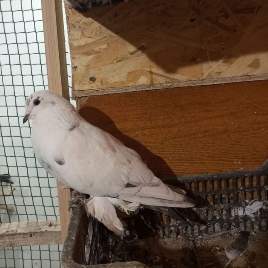 Продажа таджикских голубей