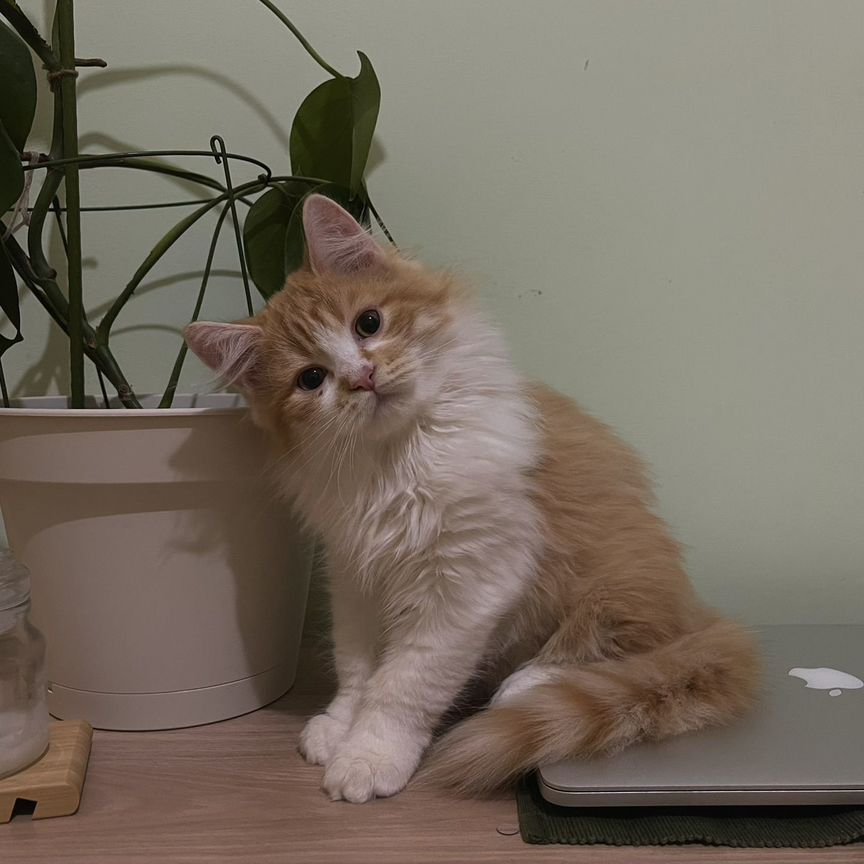 Рыжий котёнок