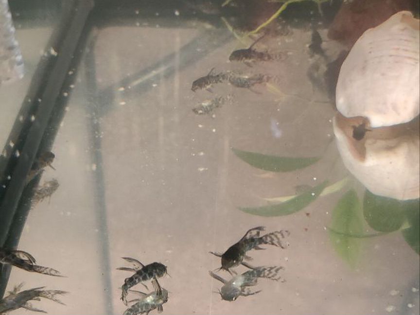 Сомики коридорасы крапчатые