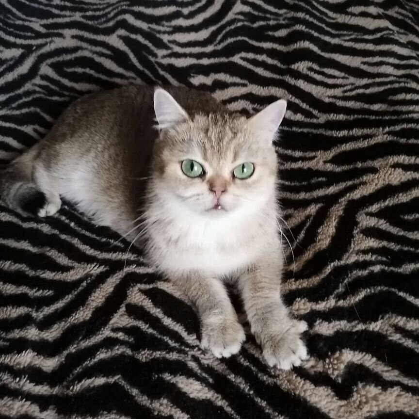 Кошечка золотая шиншилла
