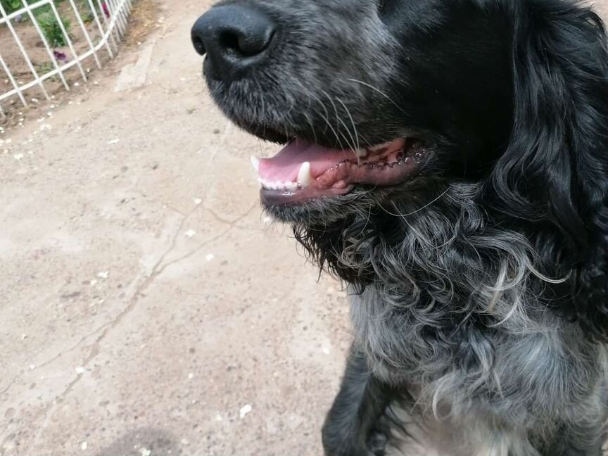 Русский спаниель вязка, бесплатно,мальчик