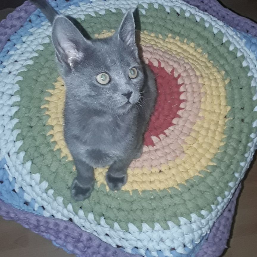 Котёнок от частного владельца