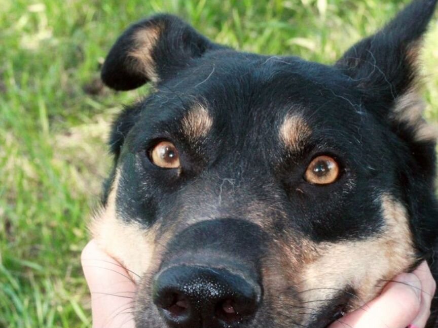 Дурашливый мальчик ищет свою семью