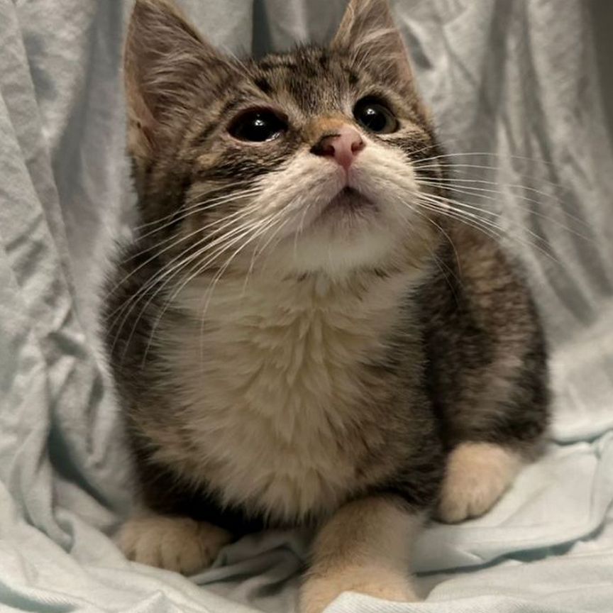 Котёнок хочет домой
