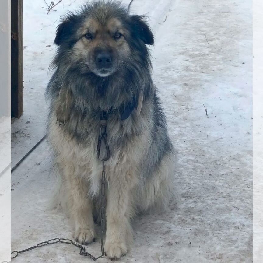 Собака в добрые руки отдам бесплатно