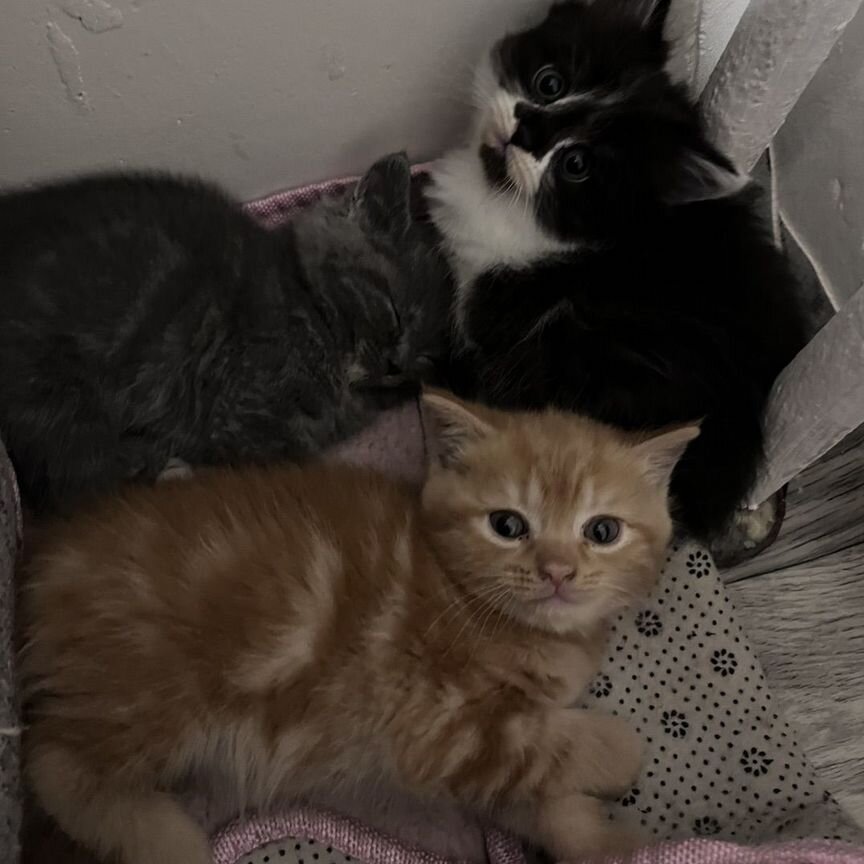 Шотландский вислоухий длинношёрстный котёнок