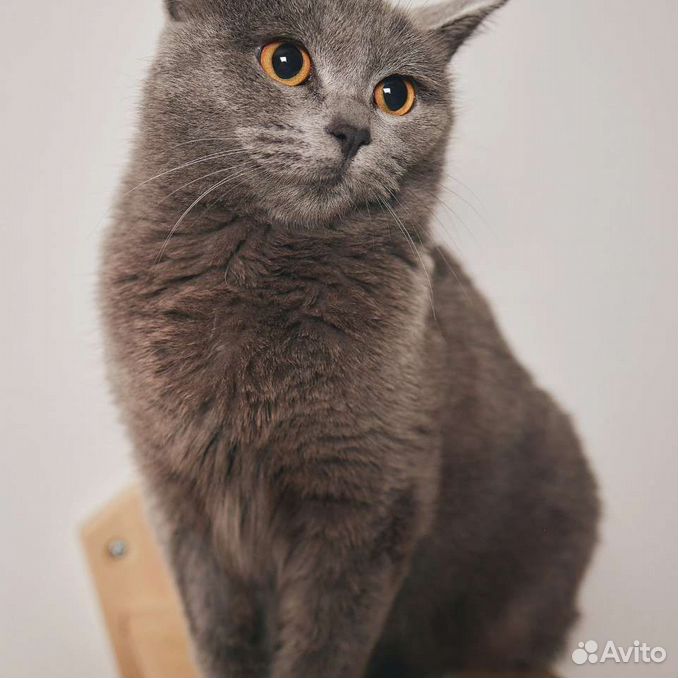 Кошечка Марго ищет дом