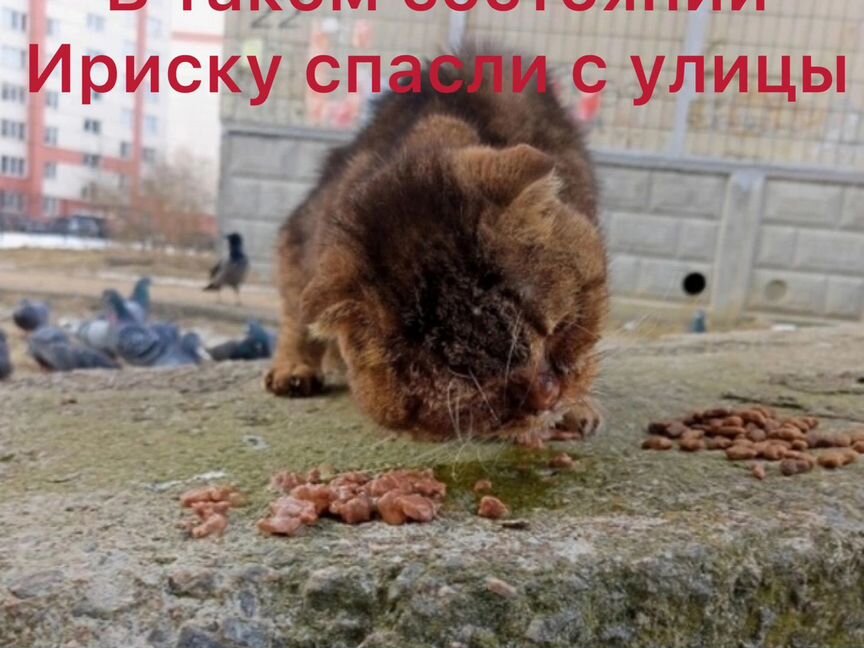 Кошки в добрые руки