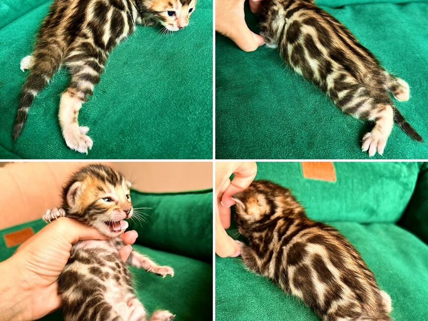 Бенгальские котята высокопородные