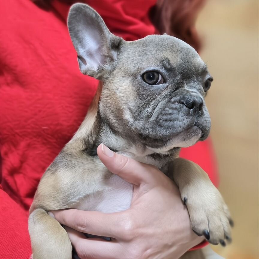 Французский бульдог, щенок