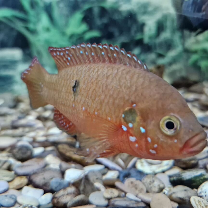 Рыбка цихлида бесплатно