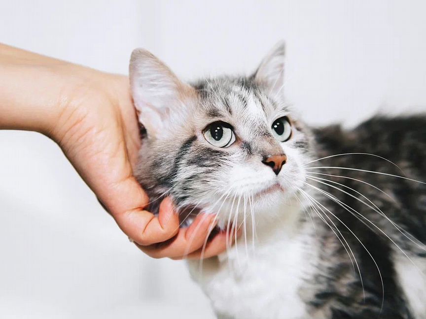 Котик Шурик из приюта бесплатно