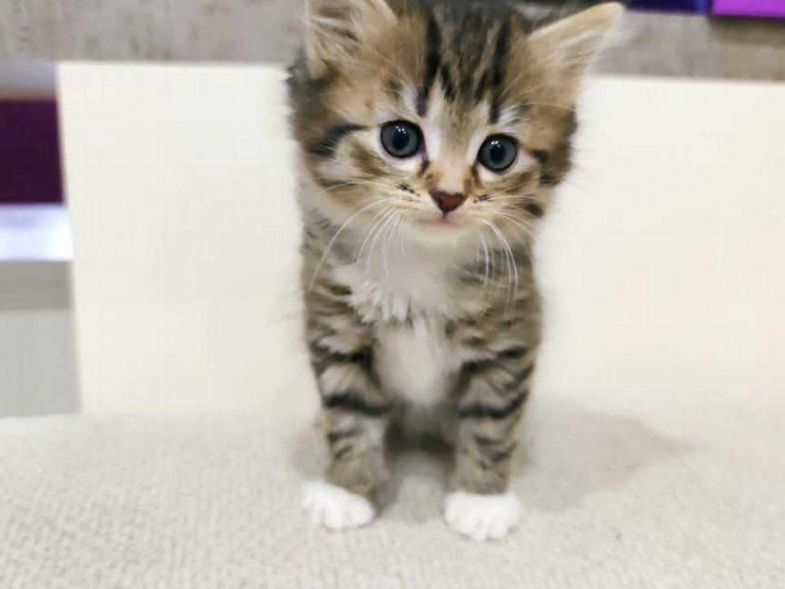 Котята норвежская лесная