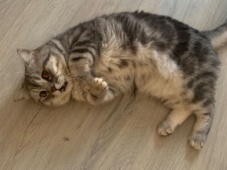 Кошка кот кастрирован