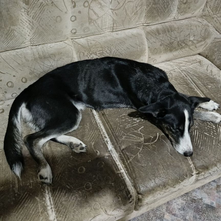 Взрослая собака в добрые руки