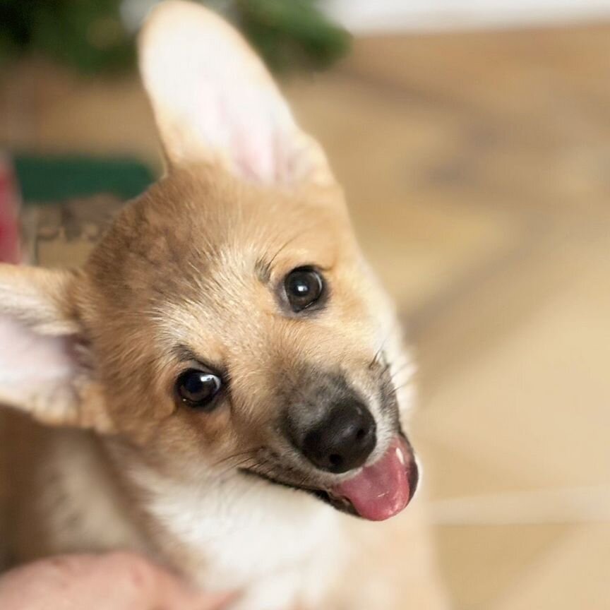 Вельш-корги пемброк