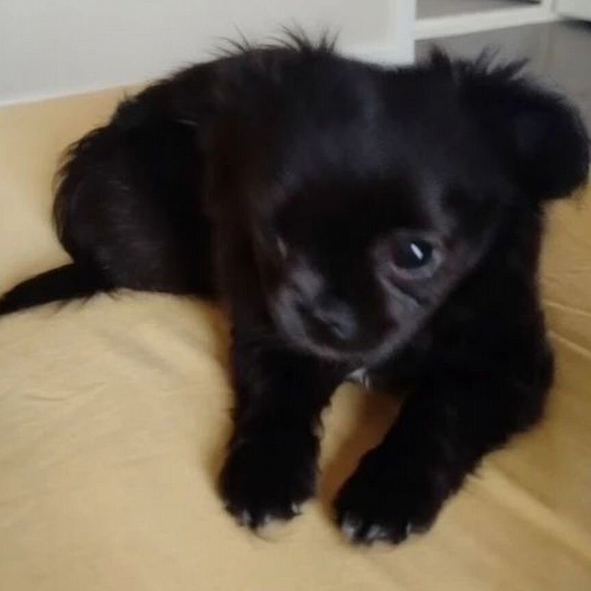 Чихуахуа, щенок