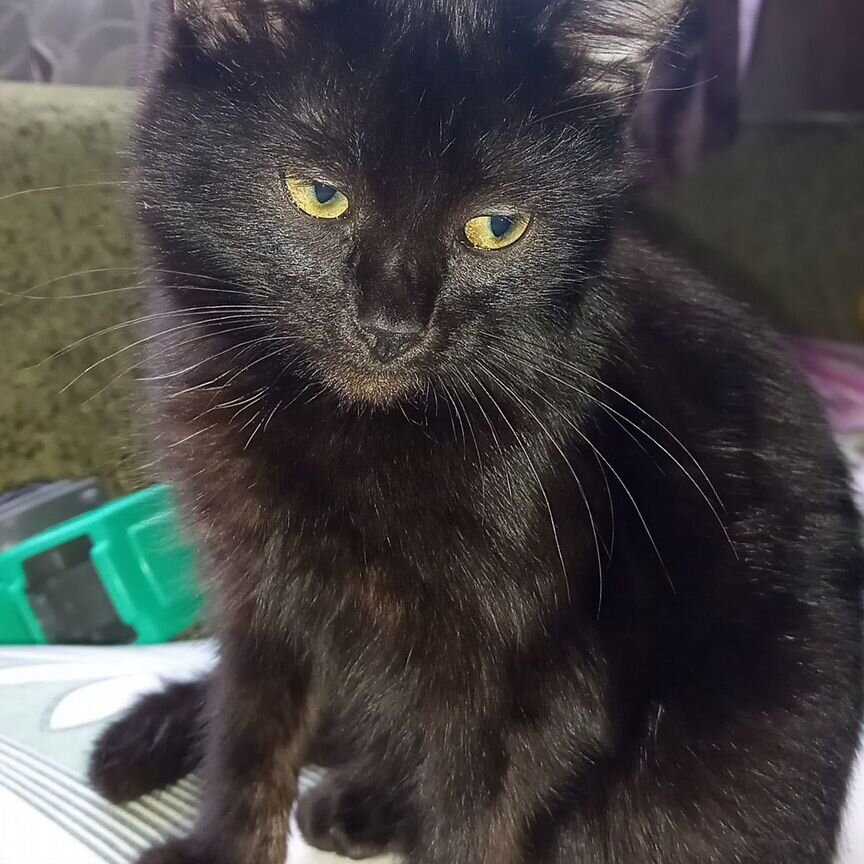 Котенок в добрые руки