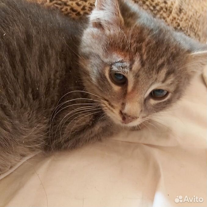 Помогите спасти бездомных серых котят