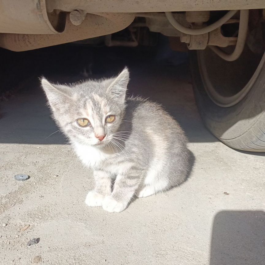Котёнок в добрые руки