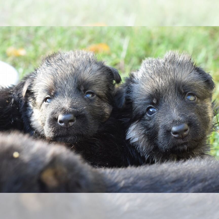 Щенки немецкой овчарки